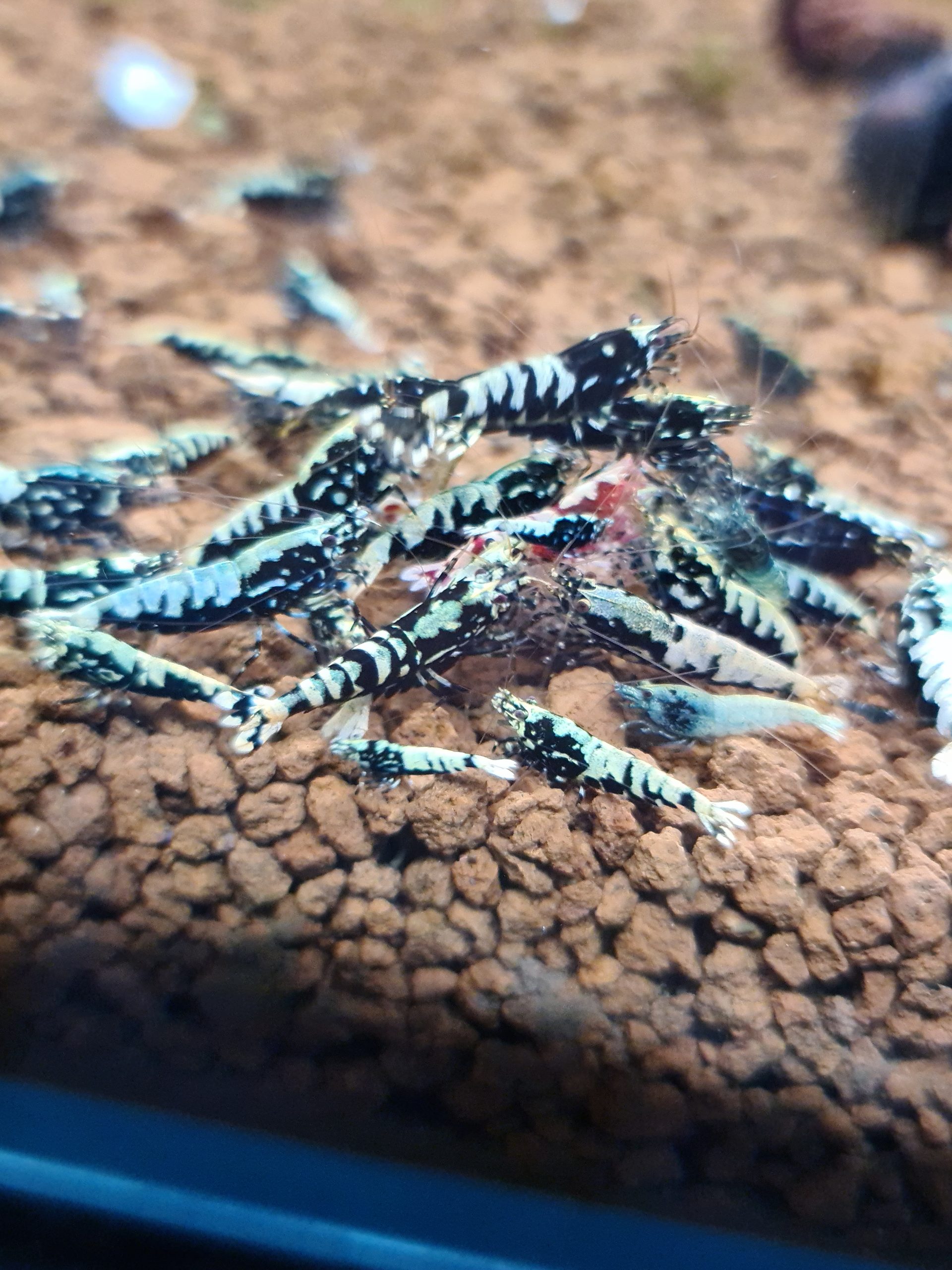 Gallery - GBee Shrimp & Aquatics Ltd