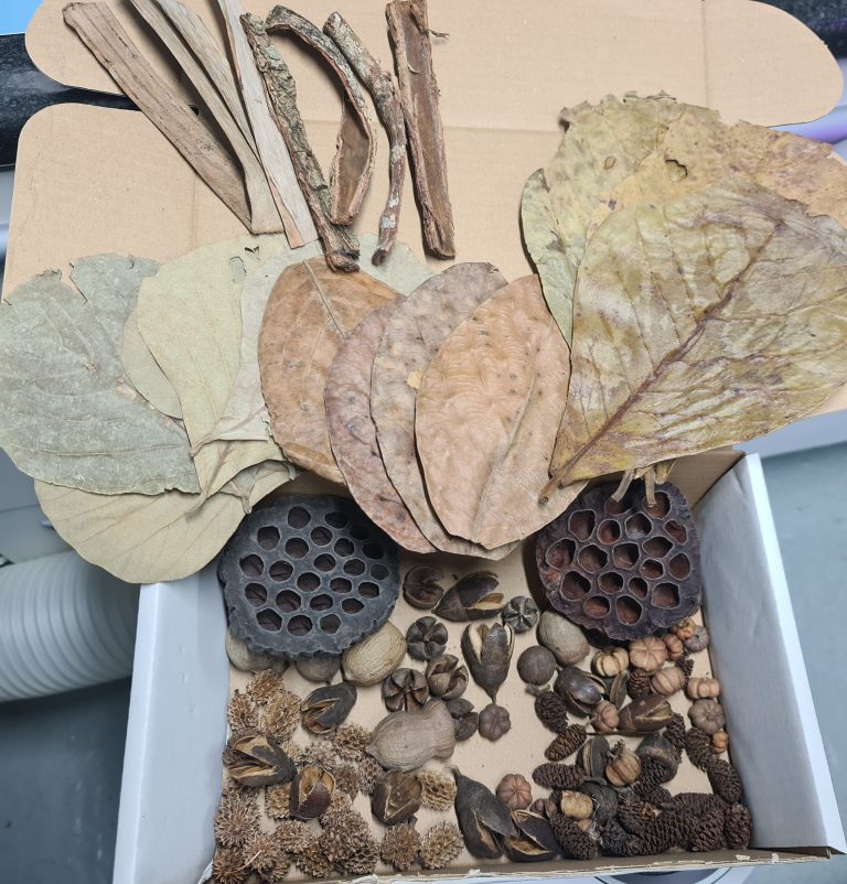 Mixed Botanicals Box (Standard) - GBee Shrimp & Aquatics Ltd