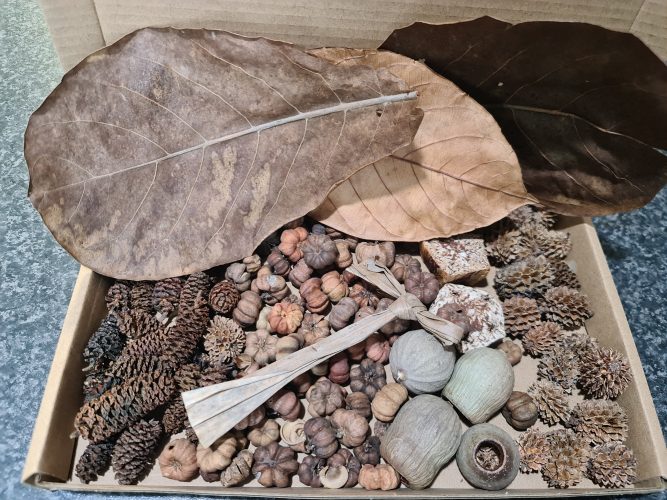 Mixed Botanicals Box (small) - GBee Shrimp UK