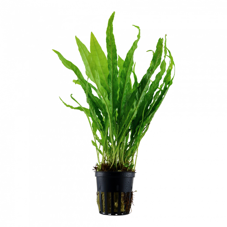 Microsorum pteropus Java Fern - GBee Shrimp & Aquatics Ltd