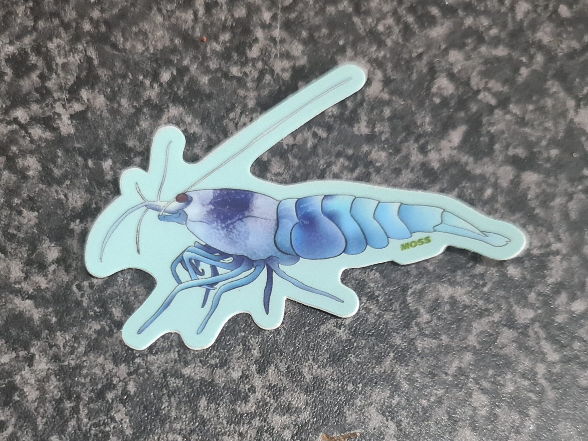 Blue Bolt Shrimp Sticker - GBee Shrimp & Aquatics Ltd